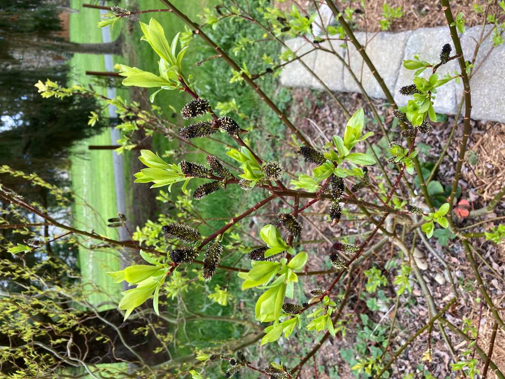Greenbank Plant Nursery