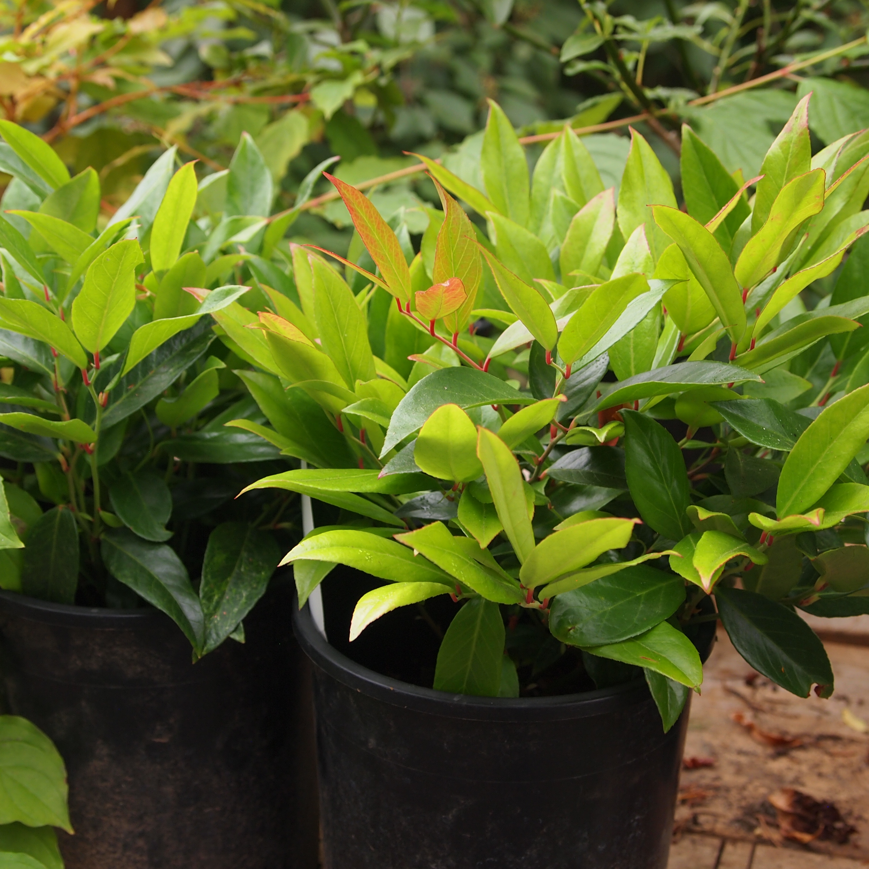 Greenbank Plant Nursery