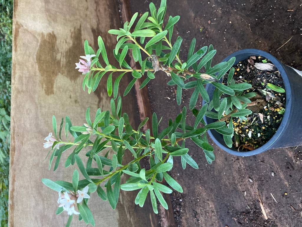 Greenbank Plant Nursery